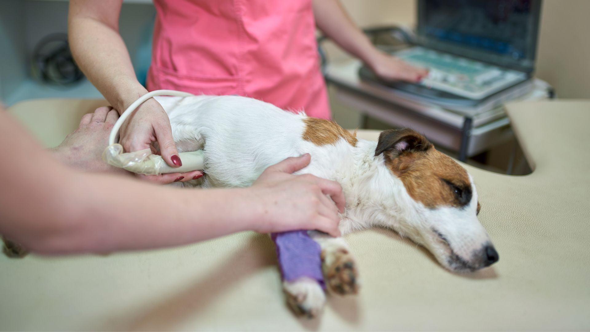 Pet Diagnostic Imaging In Aumsville, OR 97325 | Aumsville Animal Clinic ...